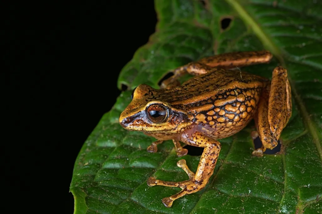 Descubren tres nuevas especies de rana en el norte de Perú - El Urbano News